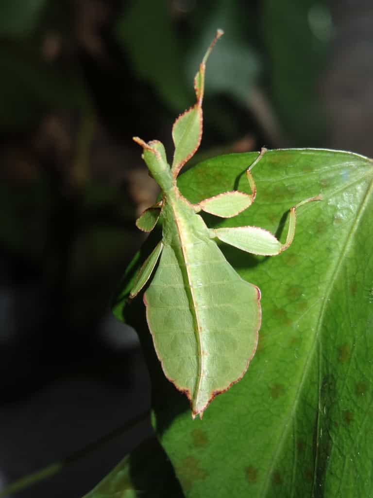 Le phasme, l’insecte brindille – Planetloisirs