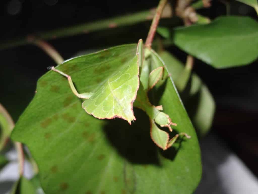 Le phasme, l’insecte brindille – Planetloisirs