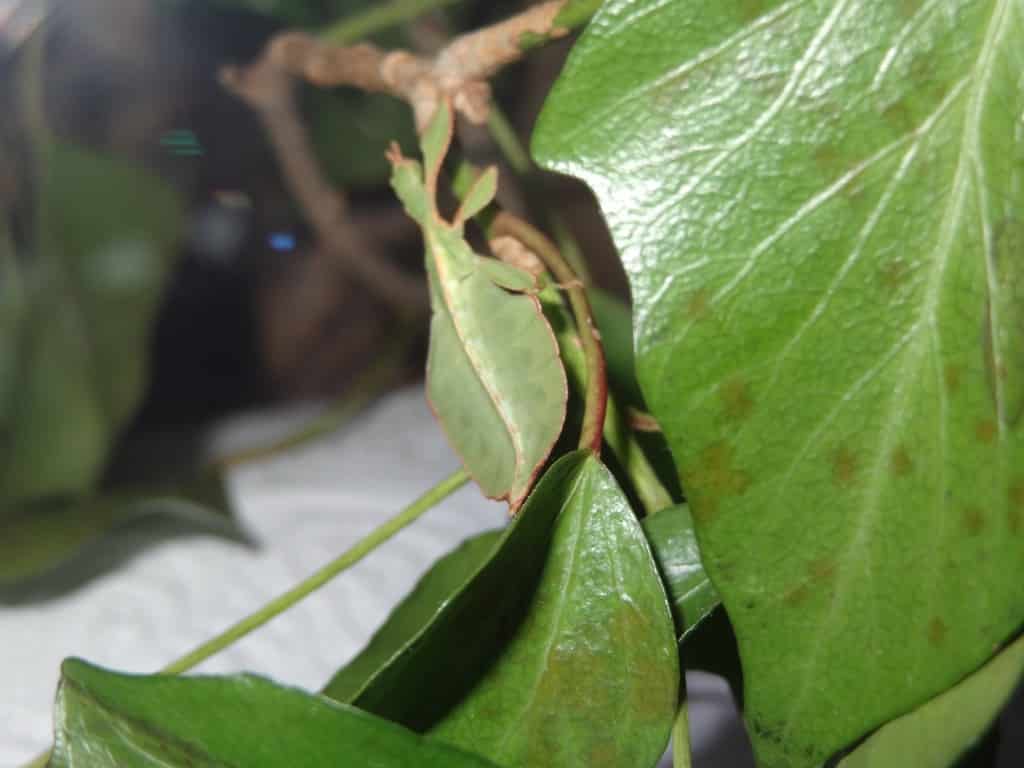 Le phasme, l’insecte brindille – Planetloisirs