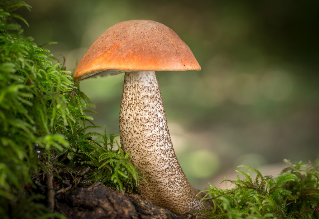 Conseils pour une bonne récolte de champignons – Planetloisirs